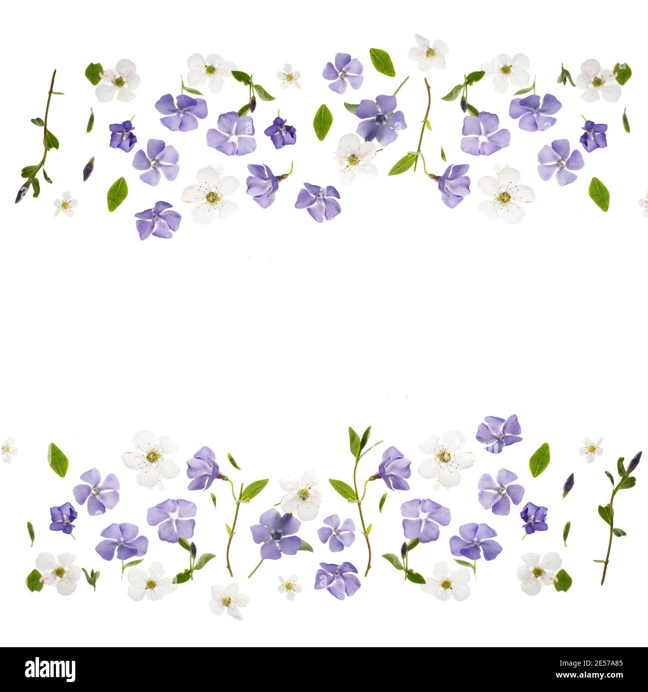 Periwinkle Flower Clipart Border