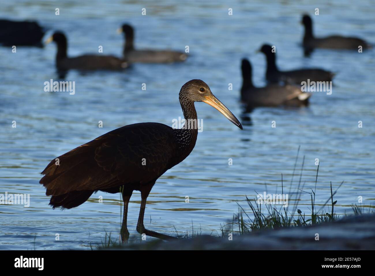 limpkin (Aramus guarauna), also called carrao, courlan, and crying bird ...