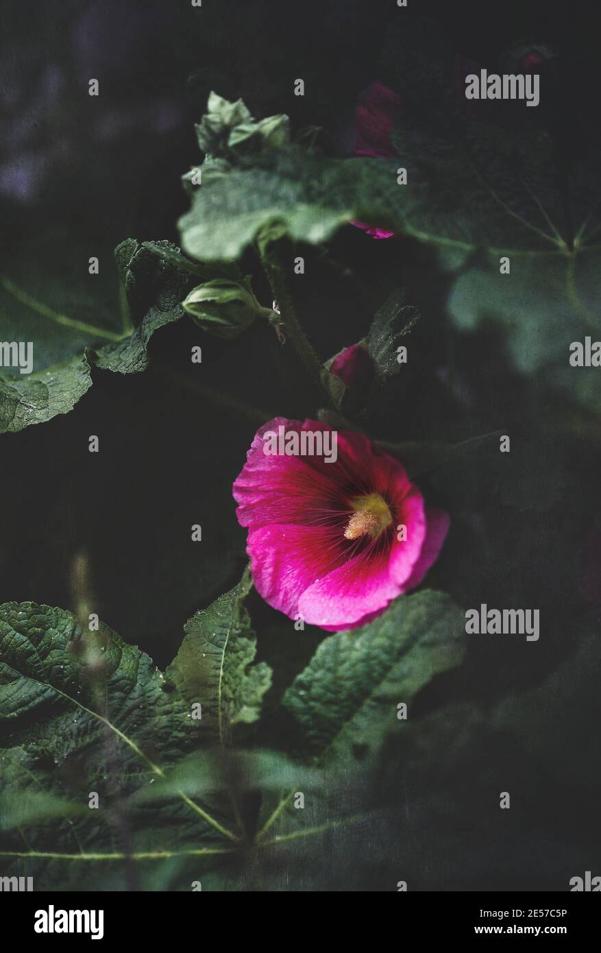 Beautiful textured old fashioned dark pink or purple Hollyhock, Althaea ...