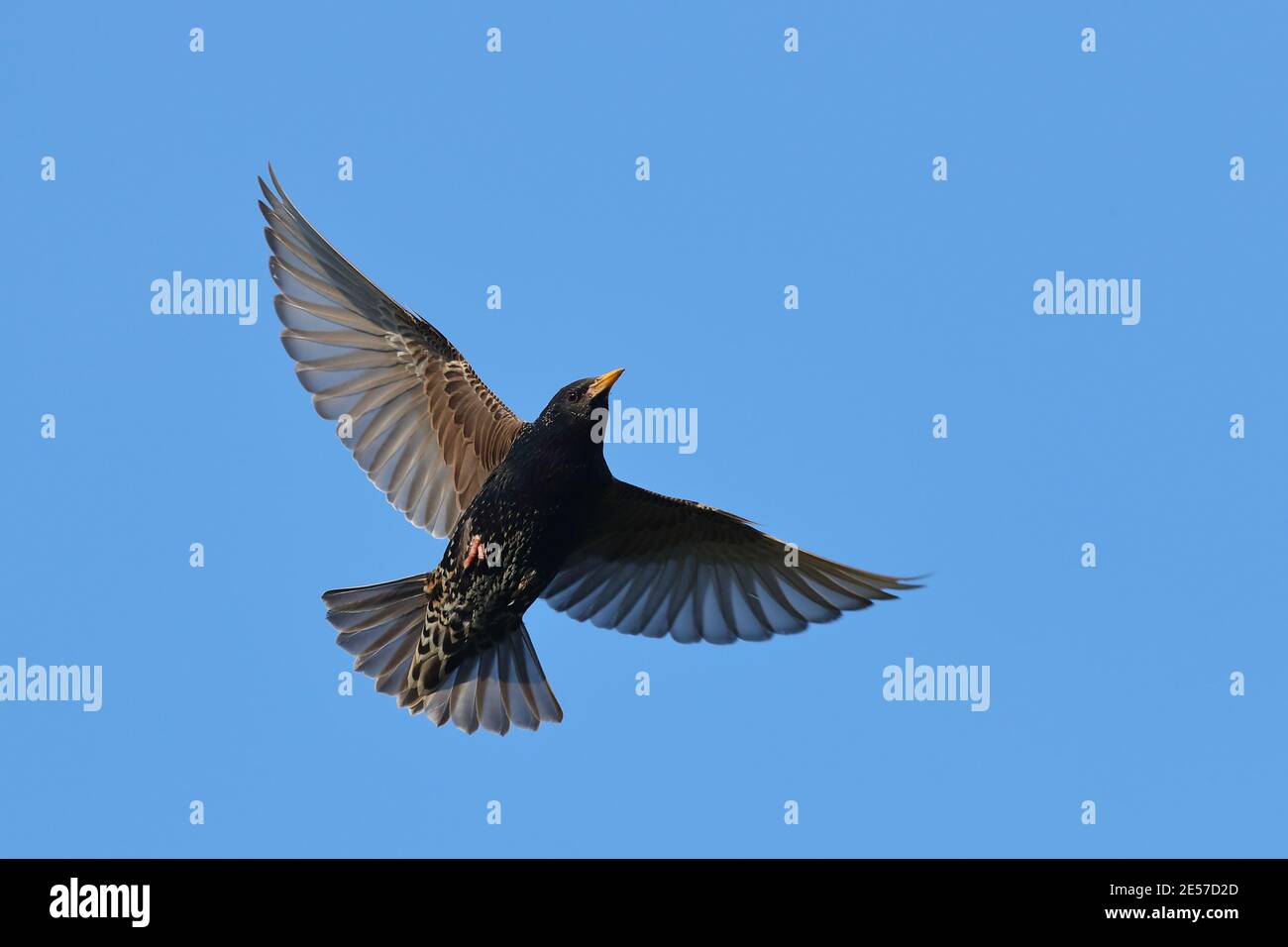 starling (starnus vulgaris Stock Photo - Alamy