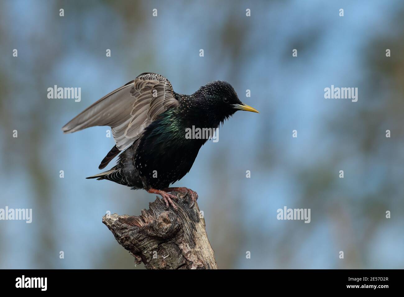 Starnus vulgaris hi-res stock photography and images - Alamy