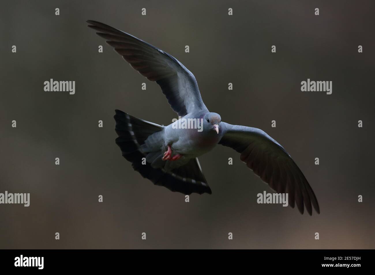 stock dove (columba oenas Stock Photo - Alamy