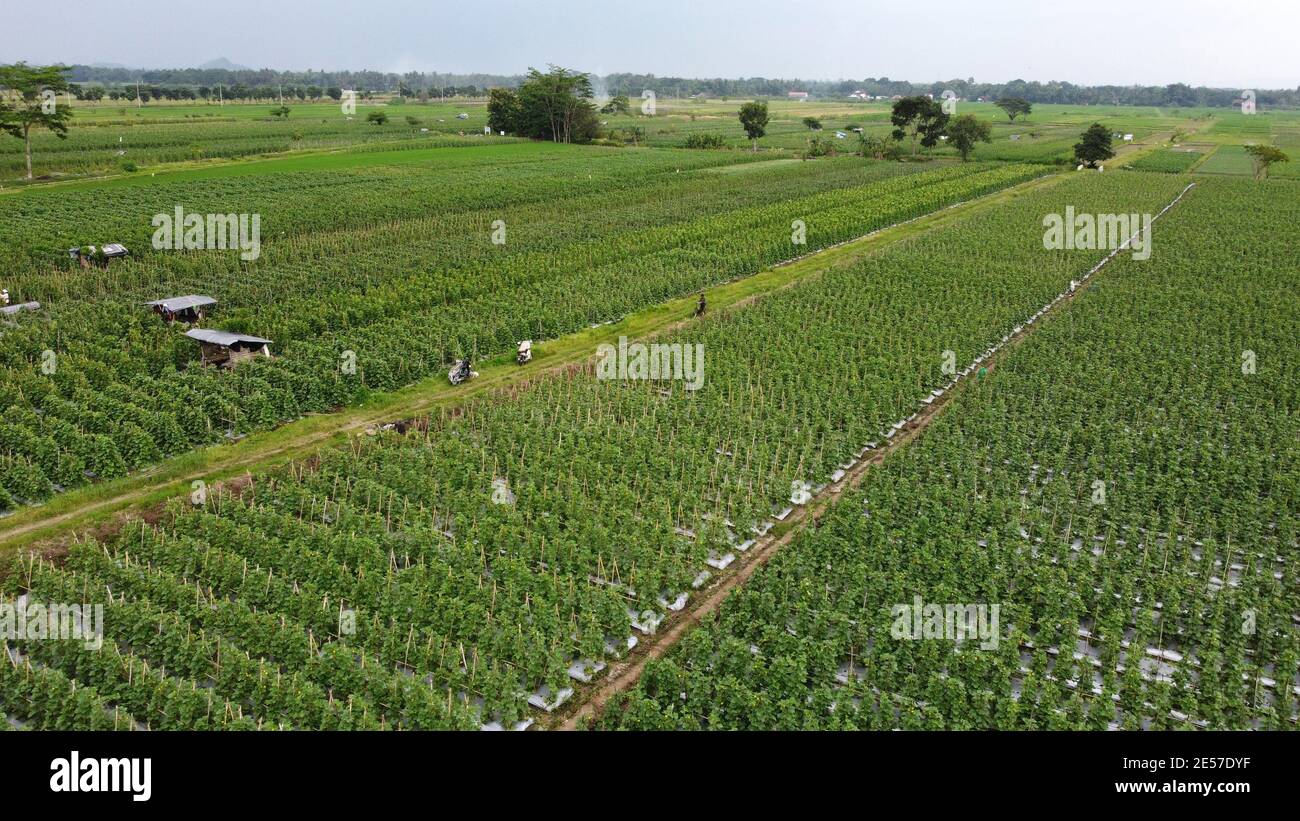 Field plantation of melons outdoor. Aerial photo, top view Stock Photo ...