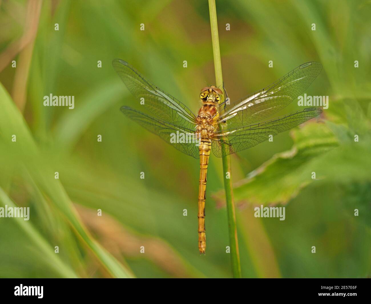 Female common hawker dragonfly hi-res stock photography and images - Alamy