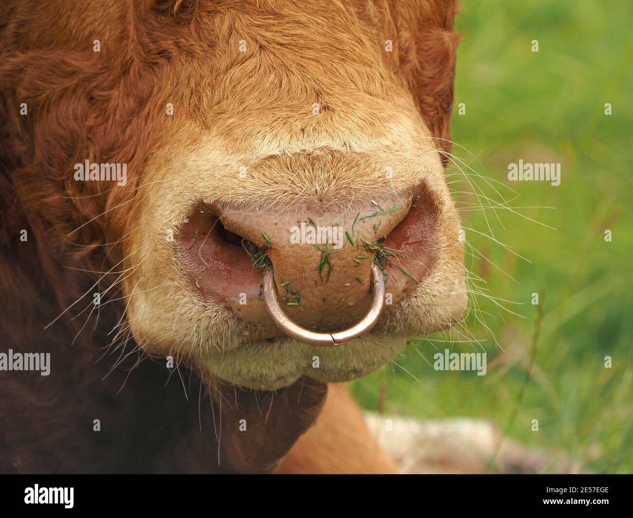 close-up of muzzle of brown bull with metal ring in grass smeared nose ...