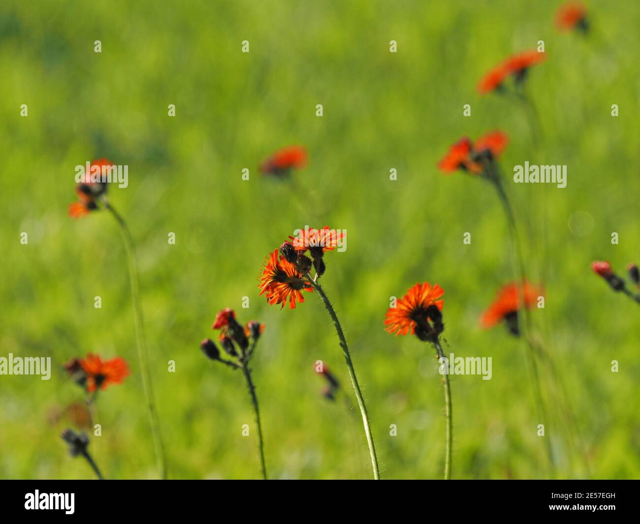 Hawk bit hi-res stock photography and images - Alamy