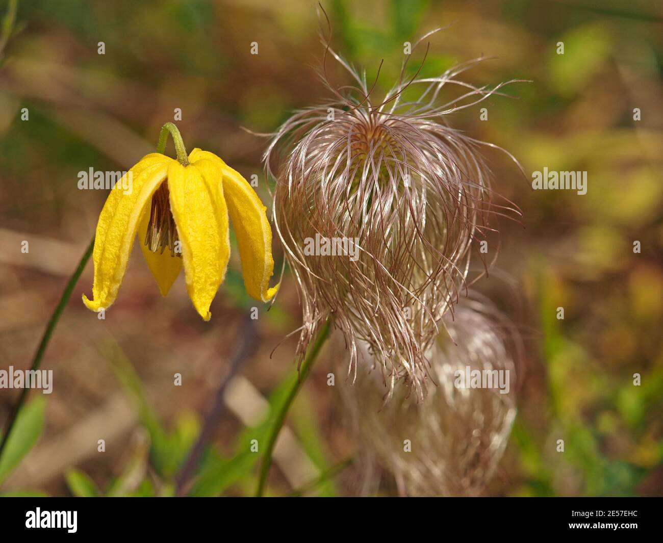 Nodding flower head hi-res stock photography and images - Alamy