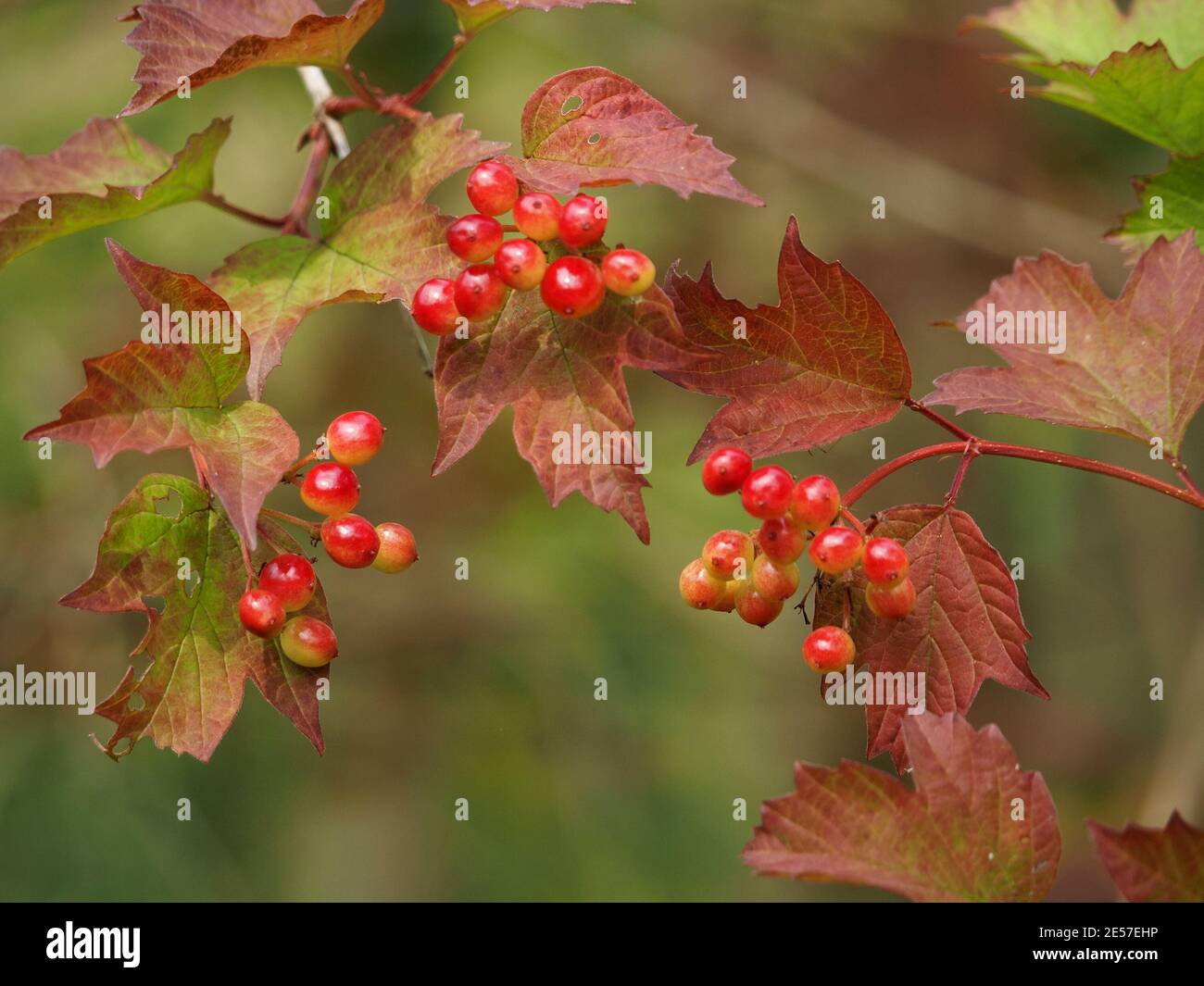 Wine-red leaves and glossy bright scarlet berries of Guelder Rose ...