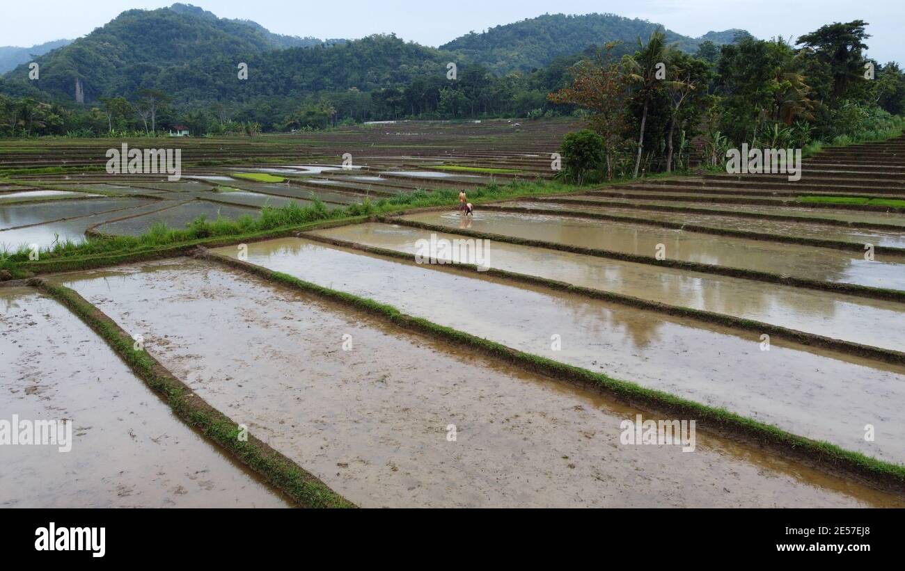 Aerial Shot Of A Beautiful Field Filled With Water. A Newly Planted Big ...
