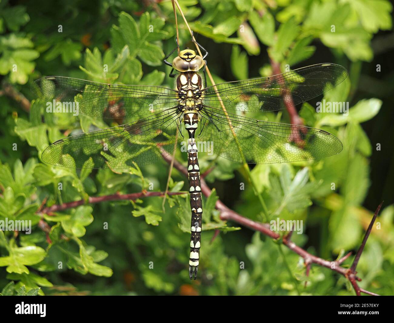 Female southern hawker dragonfly hi-res stock photography and images ...