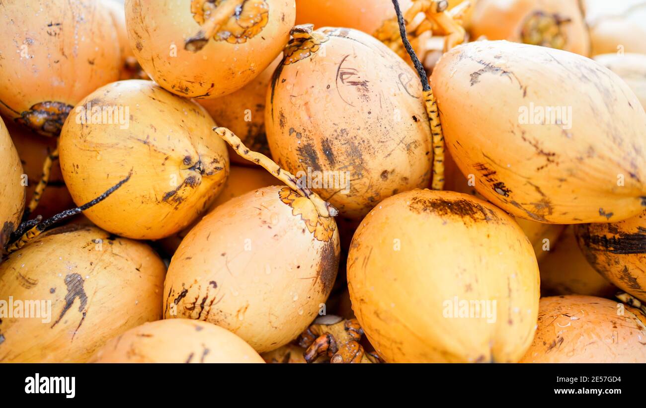Golden king coconuts, a pile of raw and ripe coconuts. Coconut oil ...