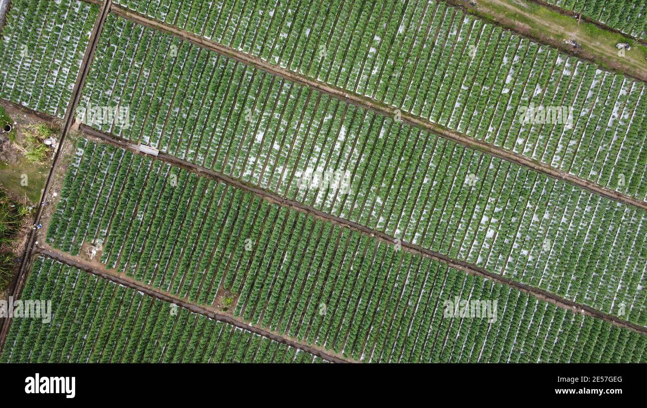 Field plantation of melons outdoor. Aerial photo, top view Stock Photo ...