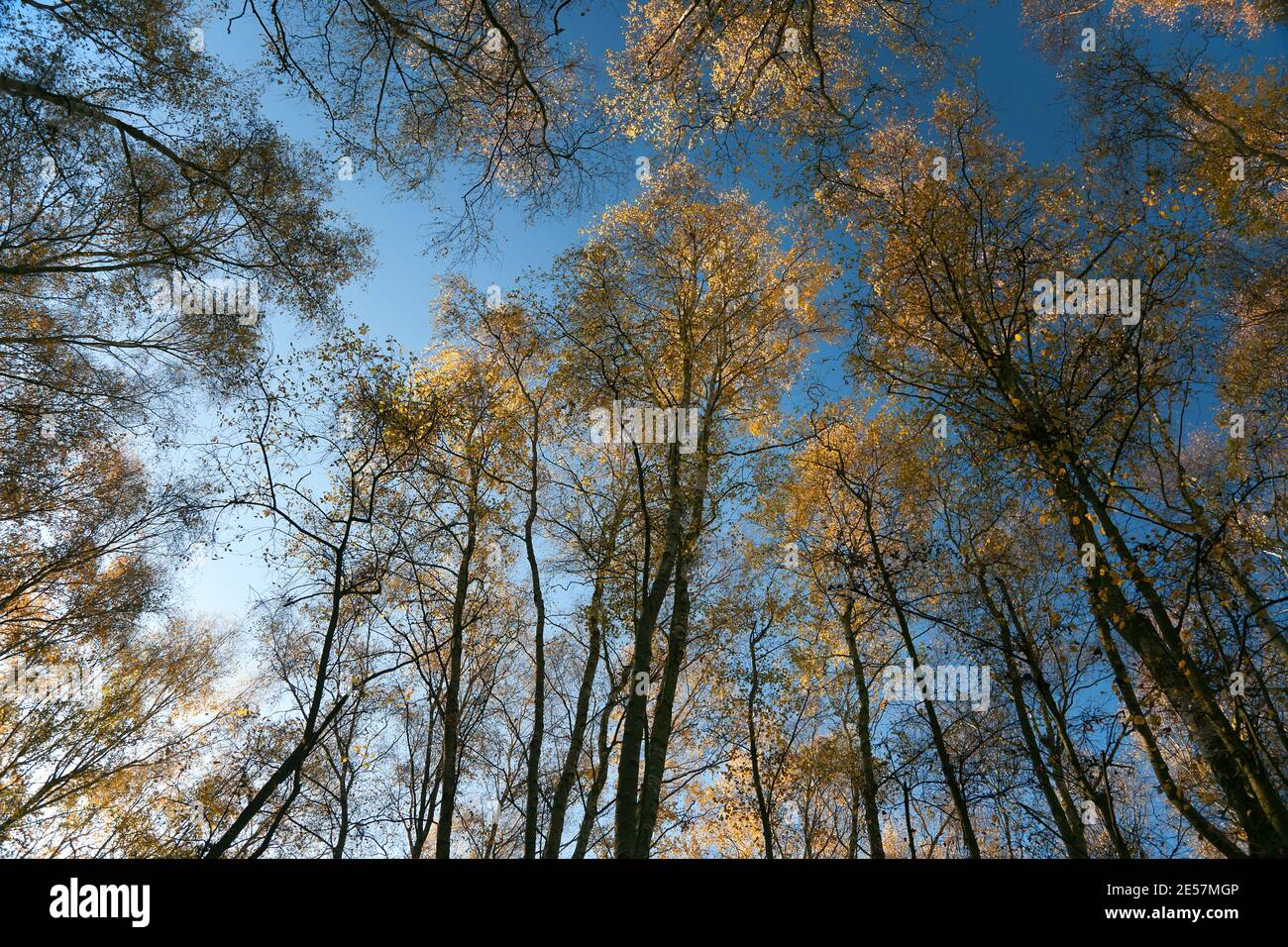 Canopy woodland hi-res stock photography and images - Alamy