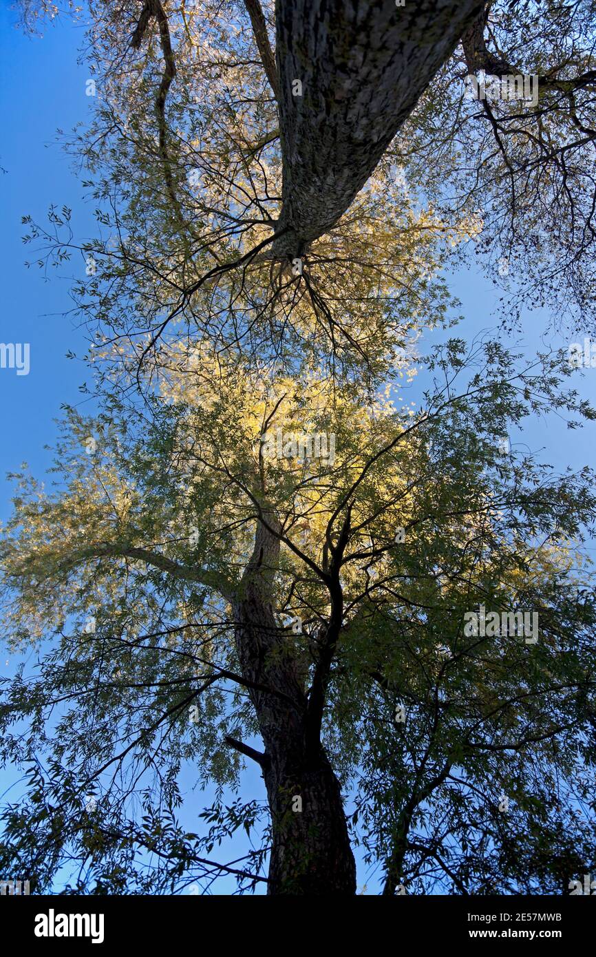A strong blue autumn sky high above a sunlit birch wood canopy; turning ...