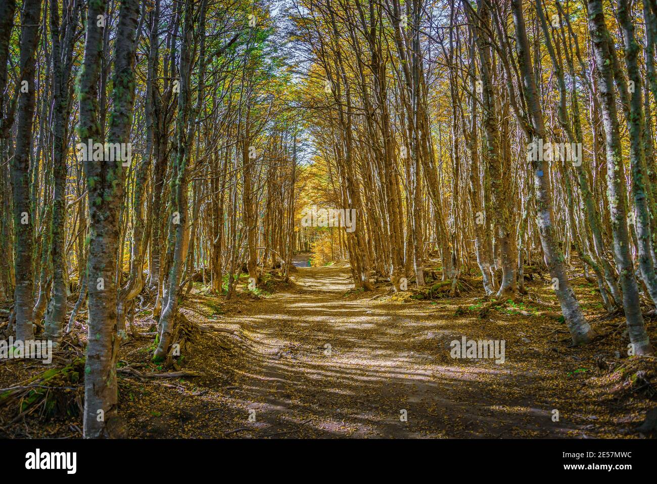 Hiking trail at magical austral Magellanic subpolar forests in Tierra ...