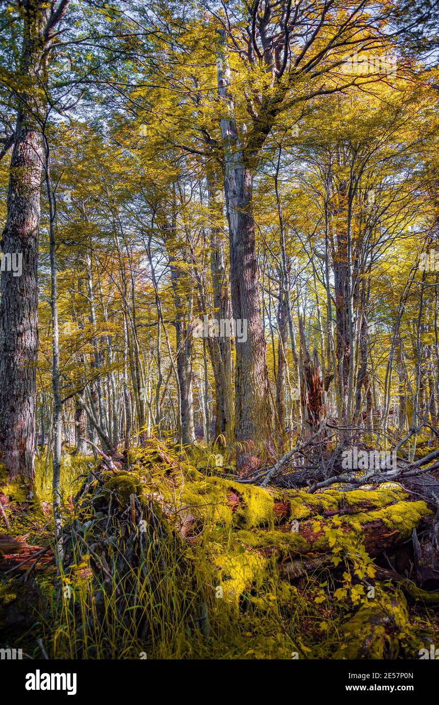 Hiking trail at magical austral Magellanic subpolar forests in Tierra ...