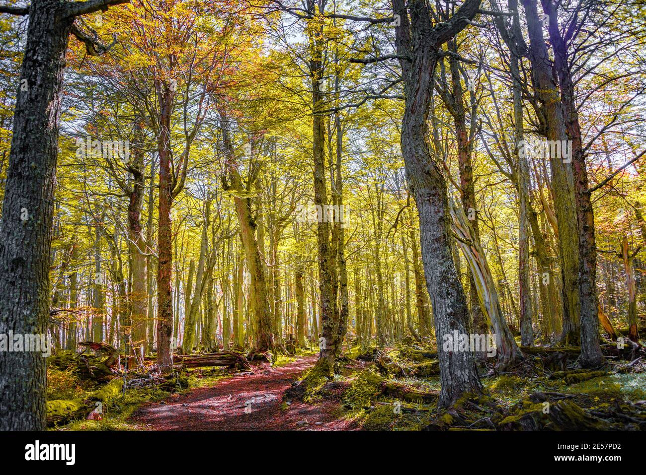 Hiking trail at magical austral Magellanic subpolar forests in Tierra ...