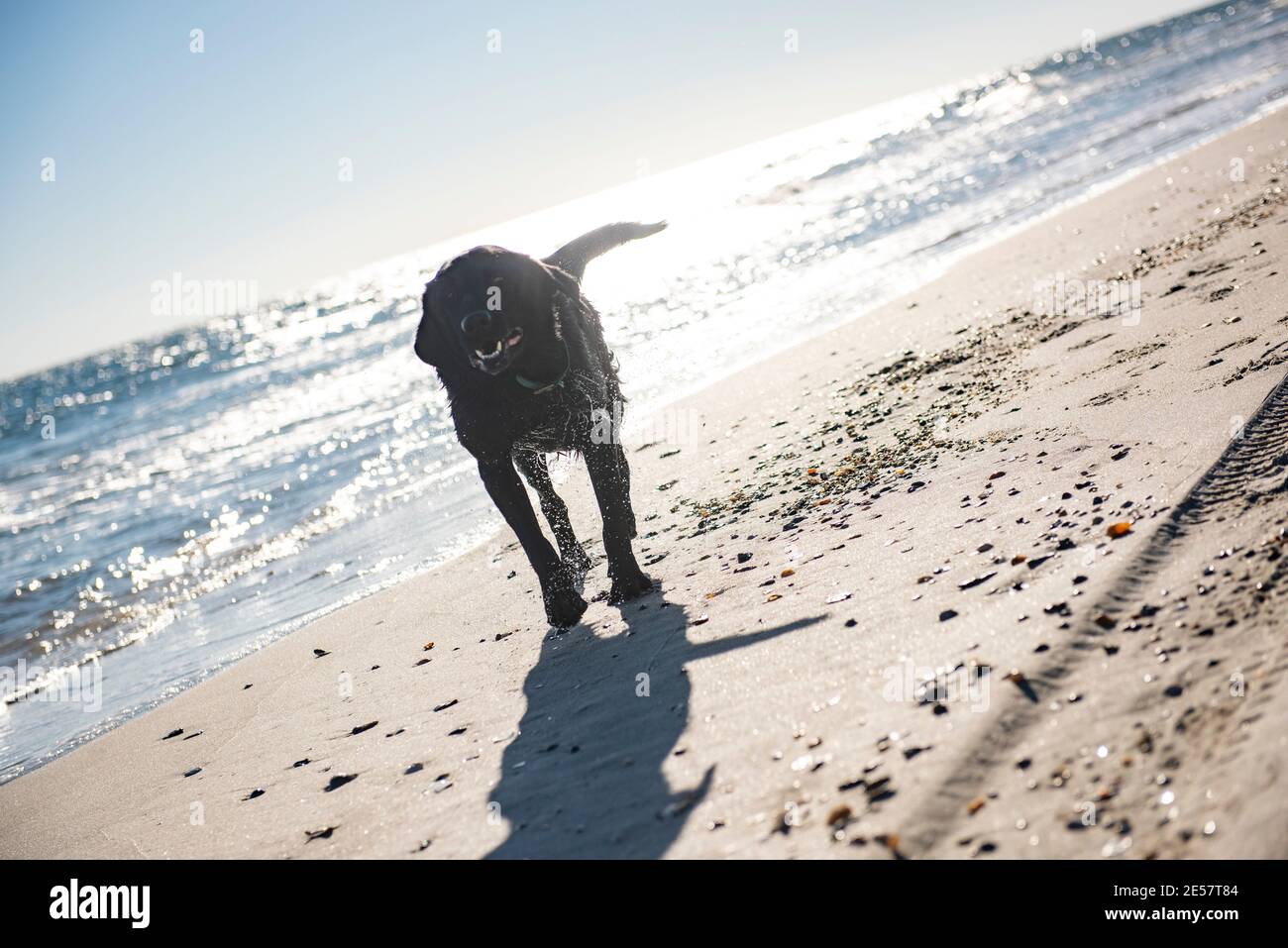 A black labrador retriever frolics in the sand and surf at Atlantic ...