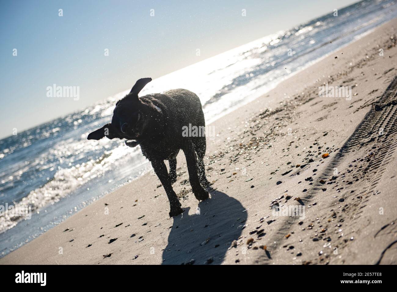 A black labrador retriever frolics in the sand and surf at Atlantic ...