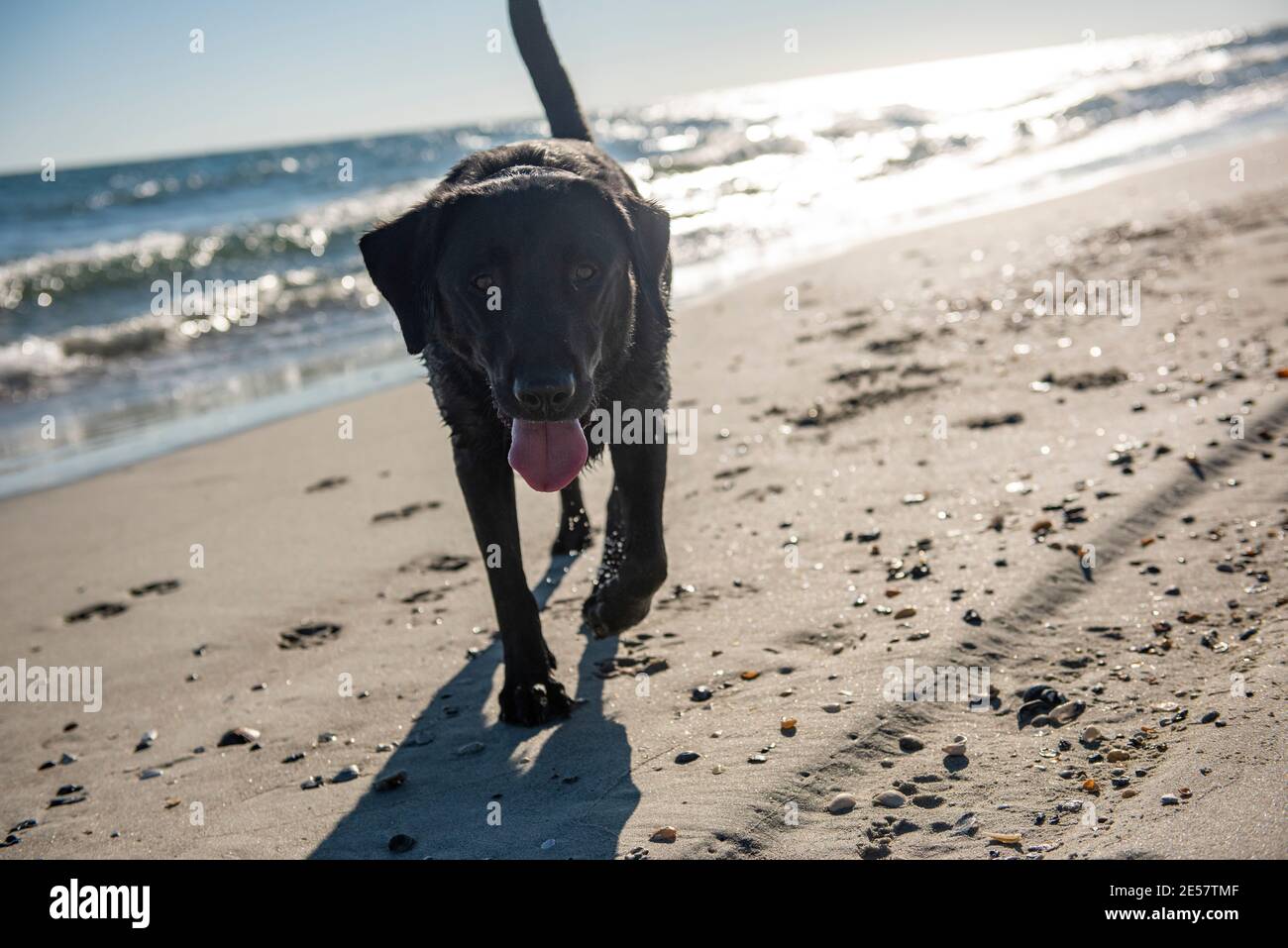 A black labrador retriever frolics in the sand and surf at Atlantic ...