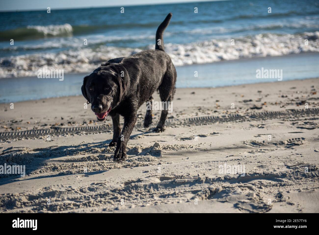 A black labrador retriever frolics in the sand and surf at Atlantic ...