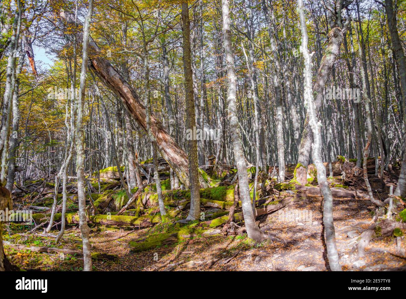 Hiking trail at magical austral Magellanic subpolar forests in Tierra ...