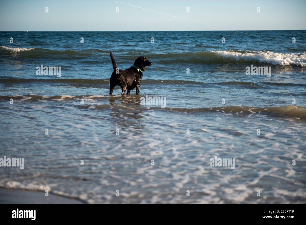 A black labrador retriever frolics in the sand and surf at Atlantic ...