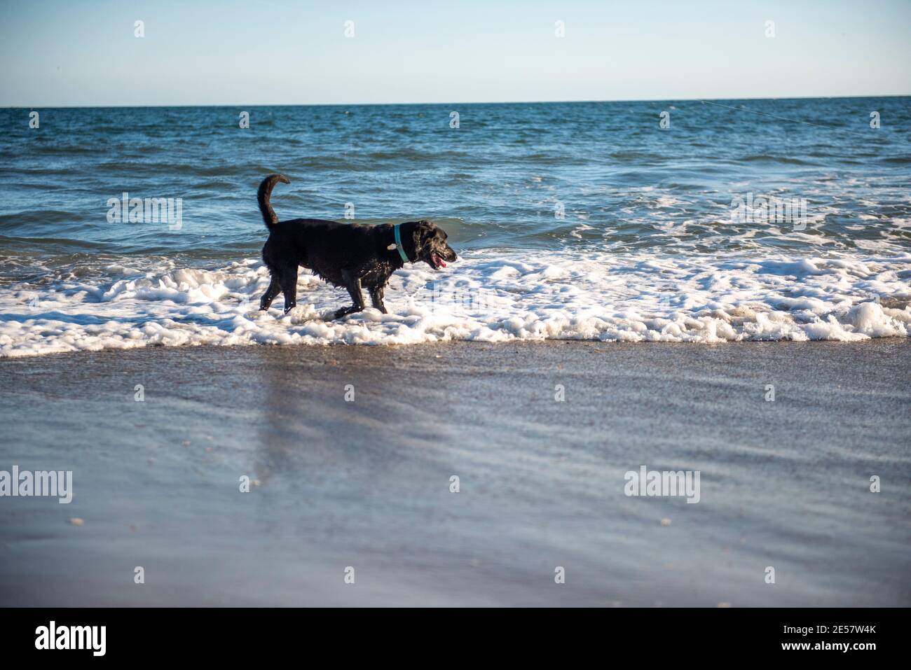 A black labrador retriever frolics in the sand and surf at Atlantic ...