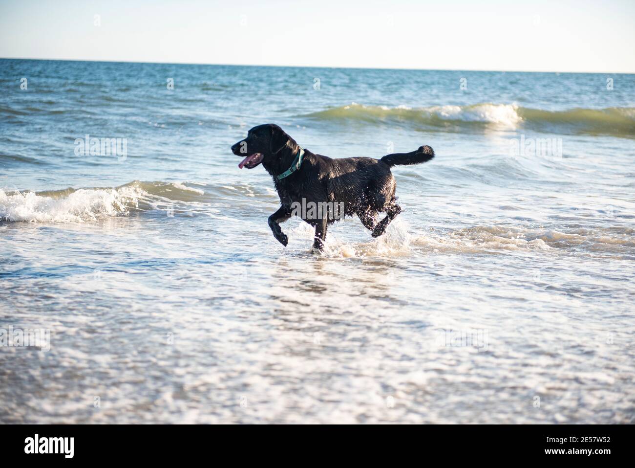 A black labrador retriever frolics in the sand and surf at Atlantic ...