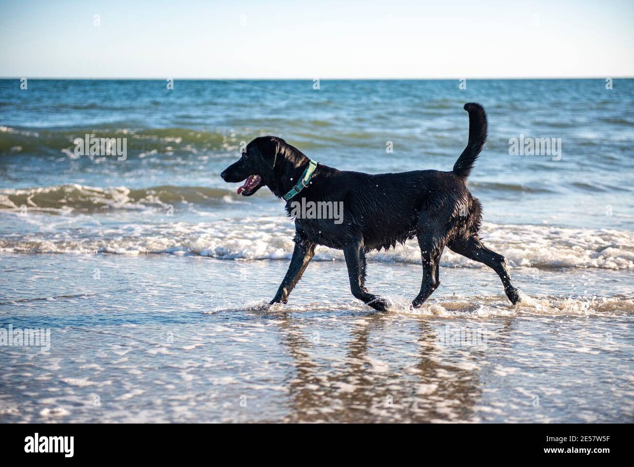 A black labrador retriever frolics in the sand and surf at Atlantic ...