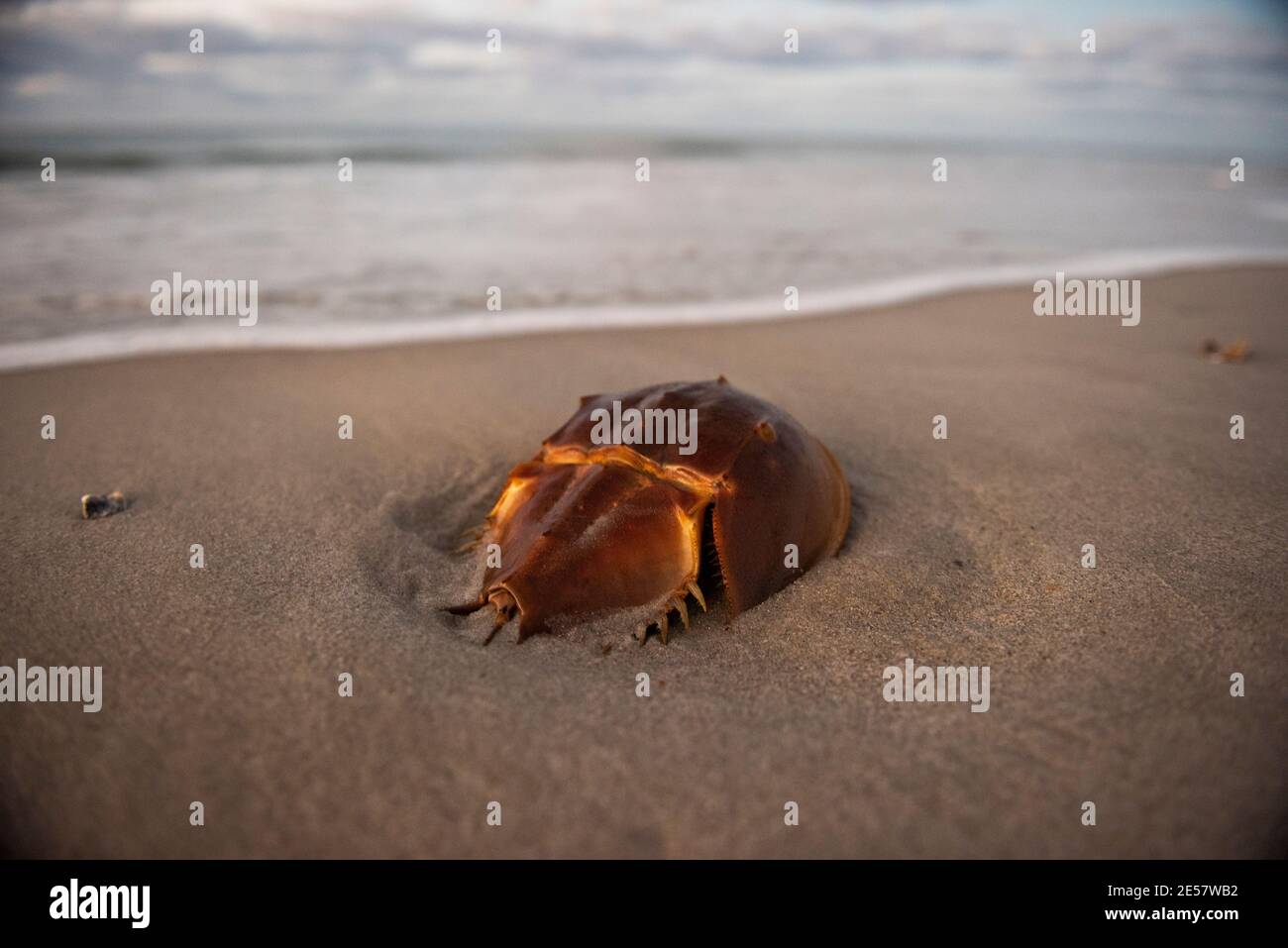 A horseshoe crab (Limulidae sp.) on Atlantic Beach, North Carolina ...