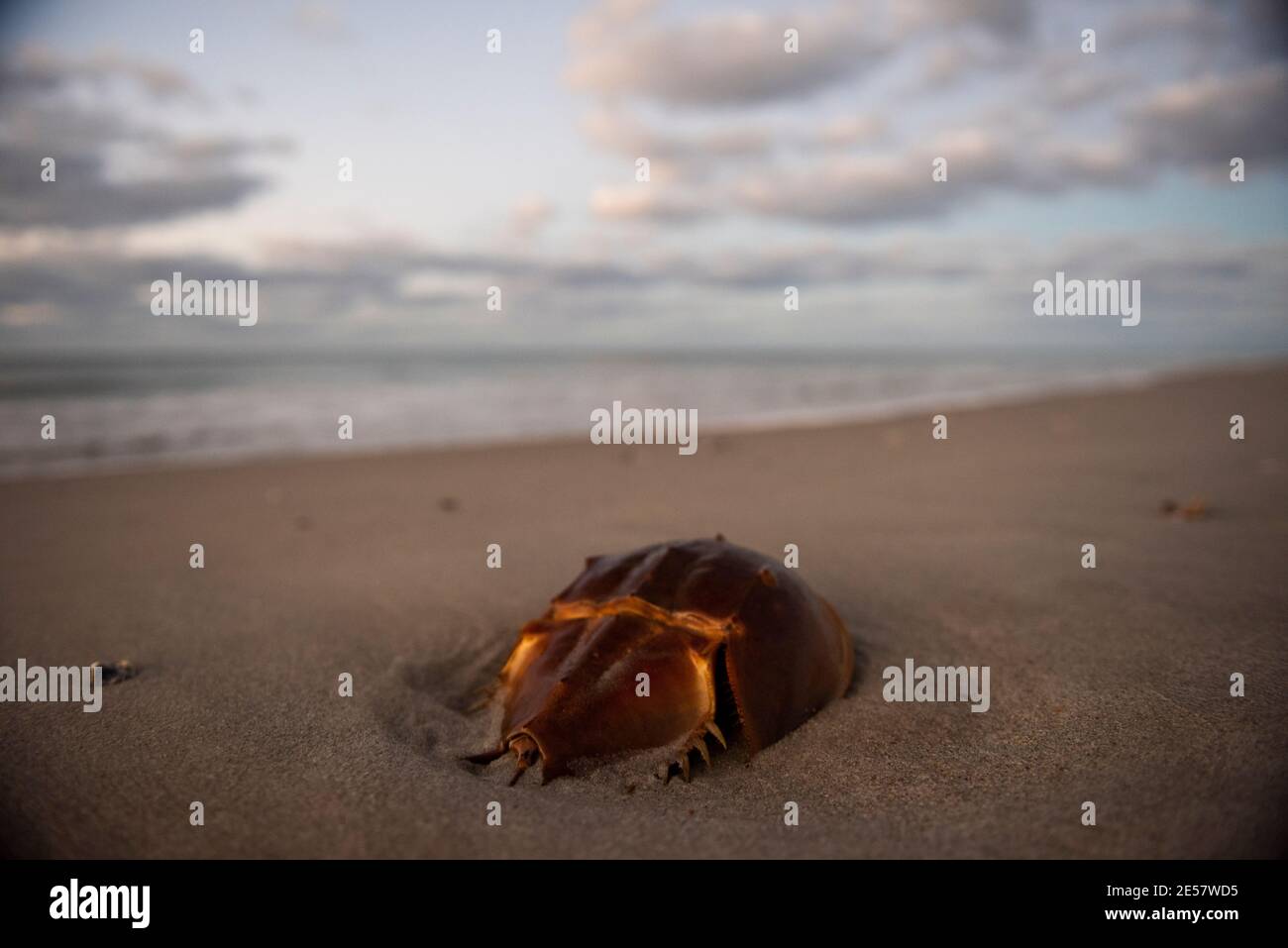 A horseshoe crab (Limulidae sp.) on Atlantic Beach, North Carolina ...