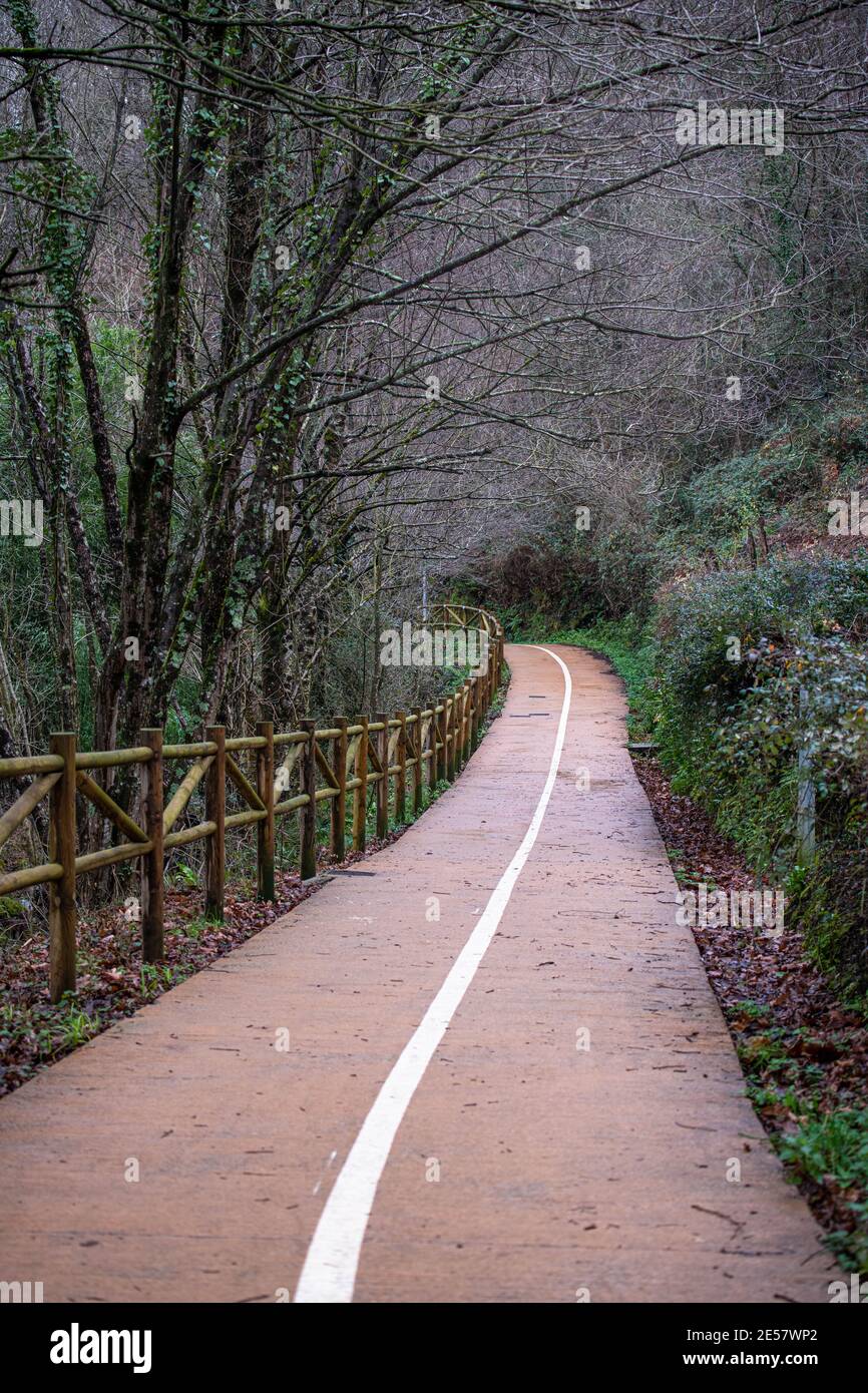 A long footpath with directing line along bamboo forest Stock Photo - Alamy