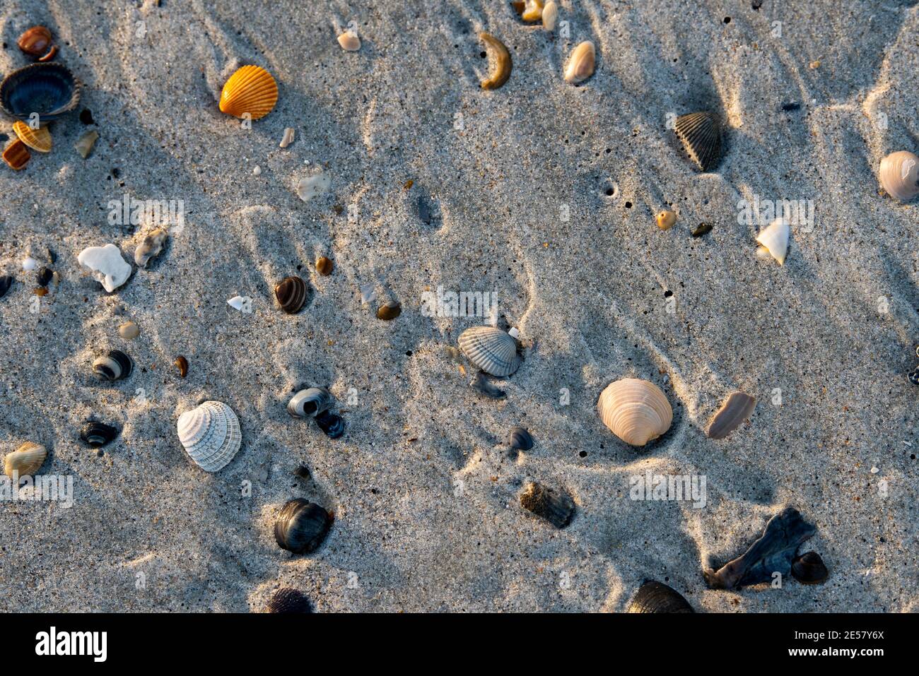 Tiny seashells are left in the sand when the tide goes out at Atlantic ...