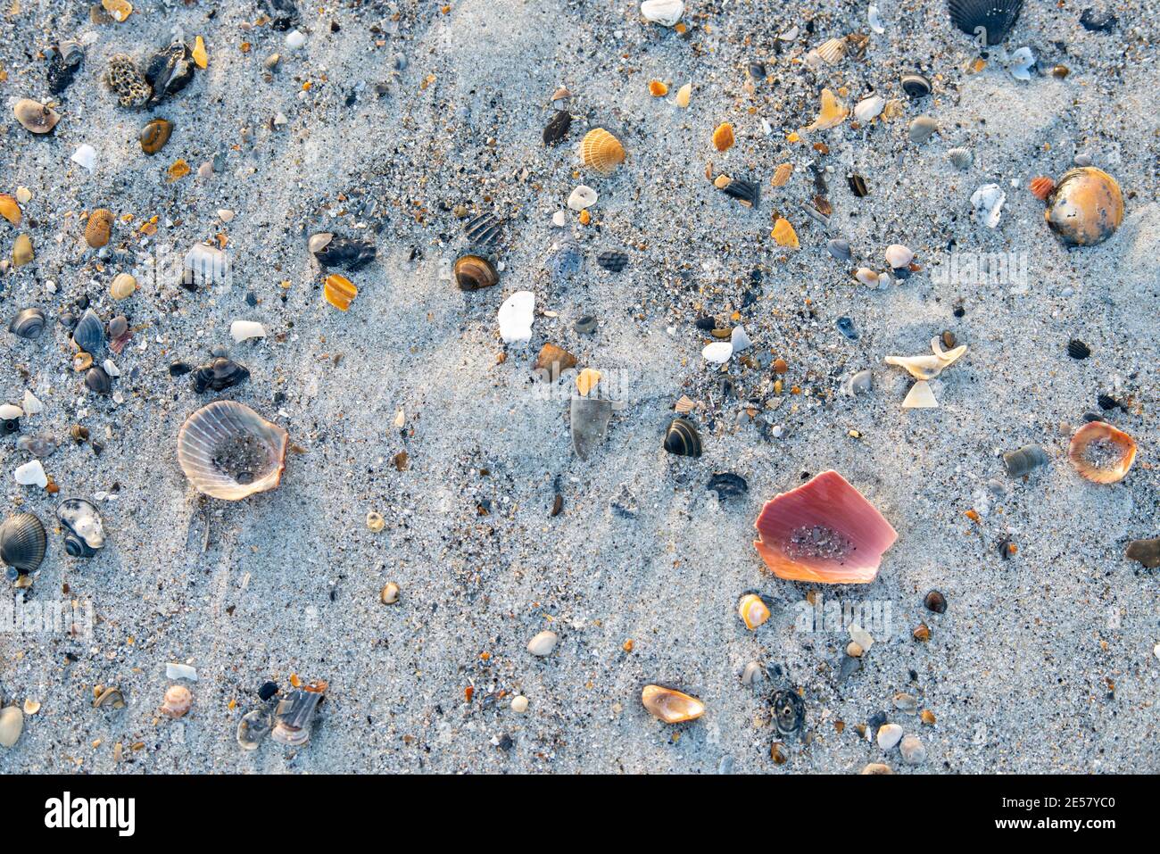 Broken seashells hi-res stock photography and images - Alamy