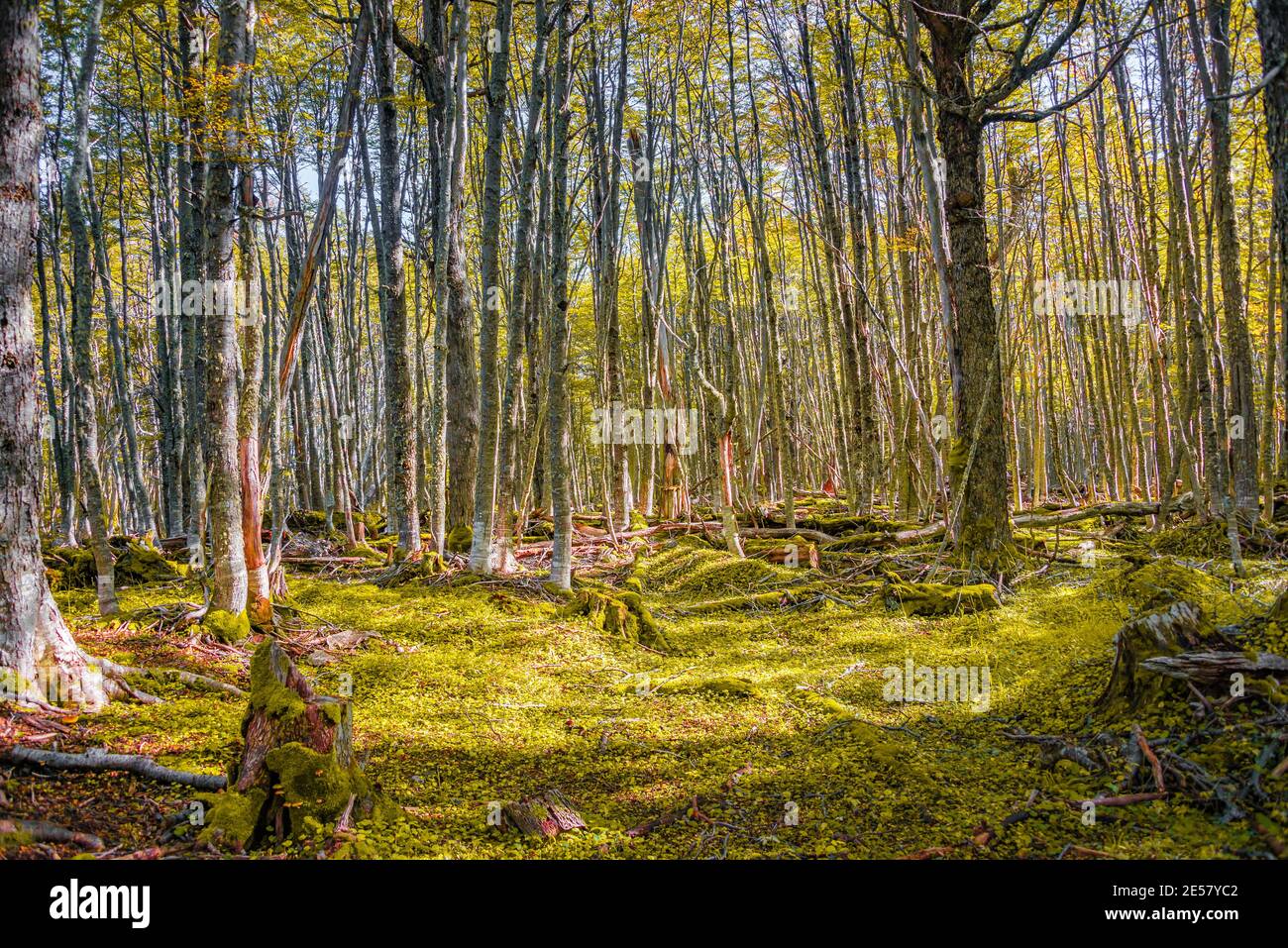Hiking trail at magical austral Magellanic subpolar forests in Tierra ...