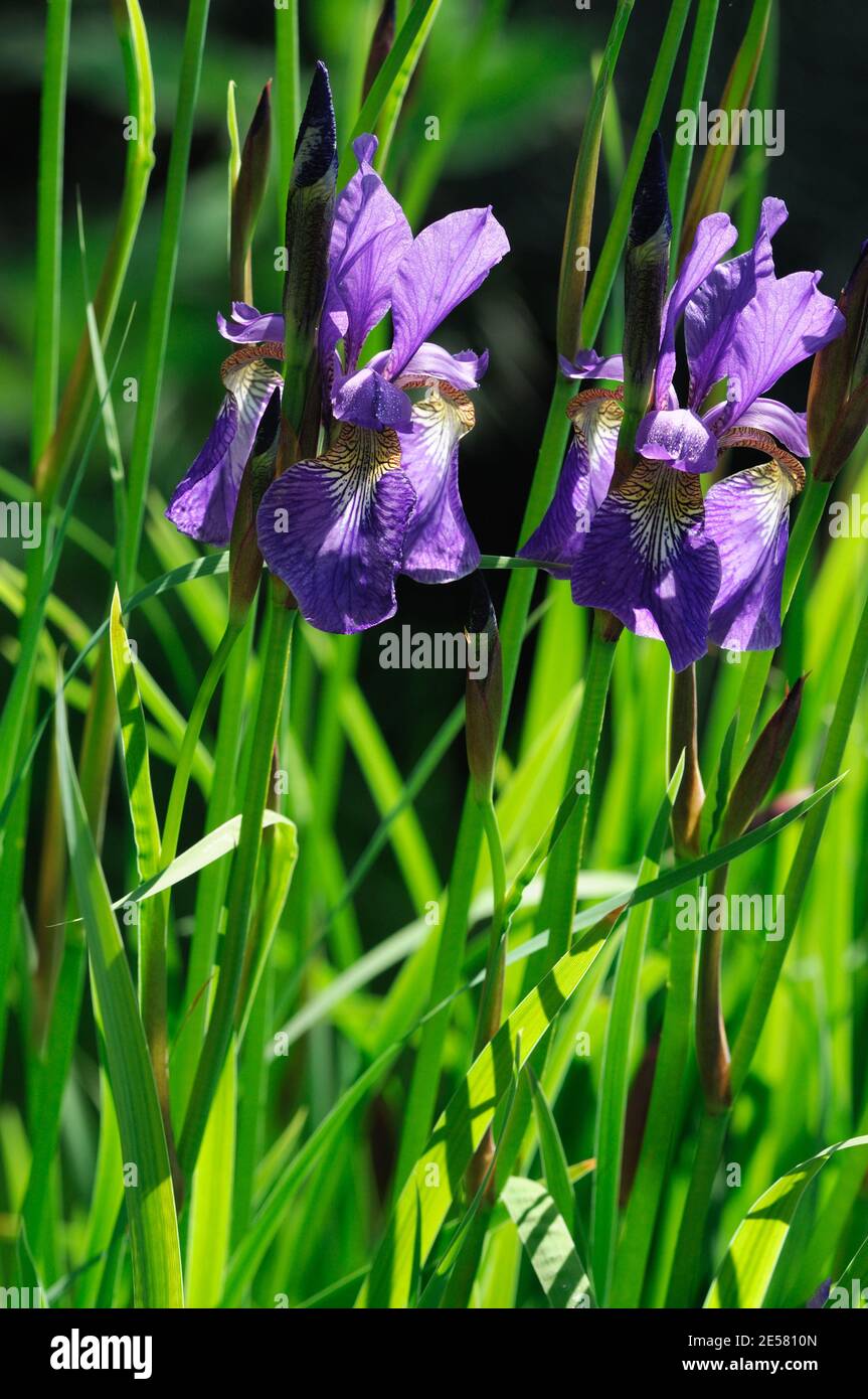 Blue Siberian iris Stock Photo - Alamy