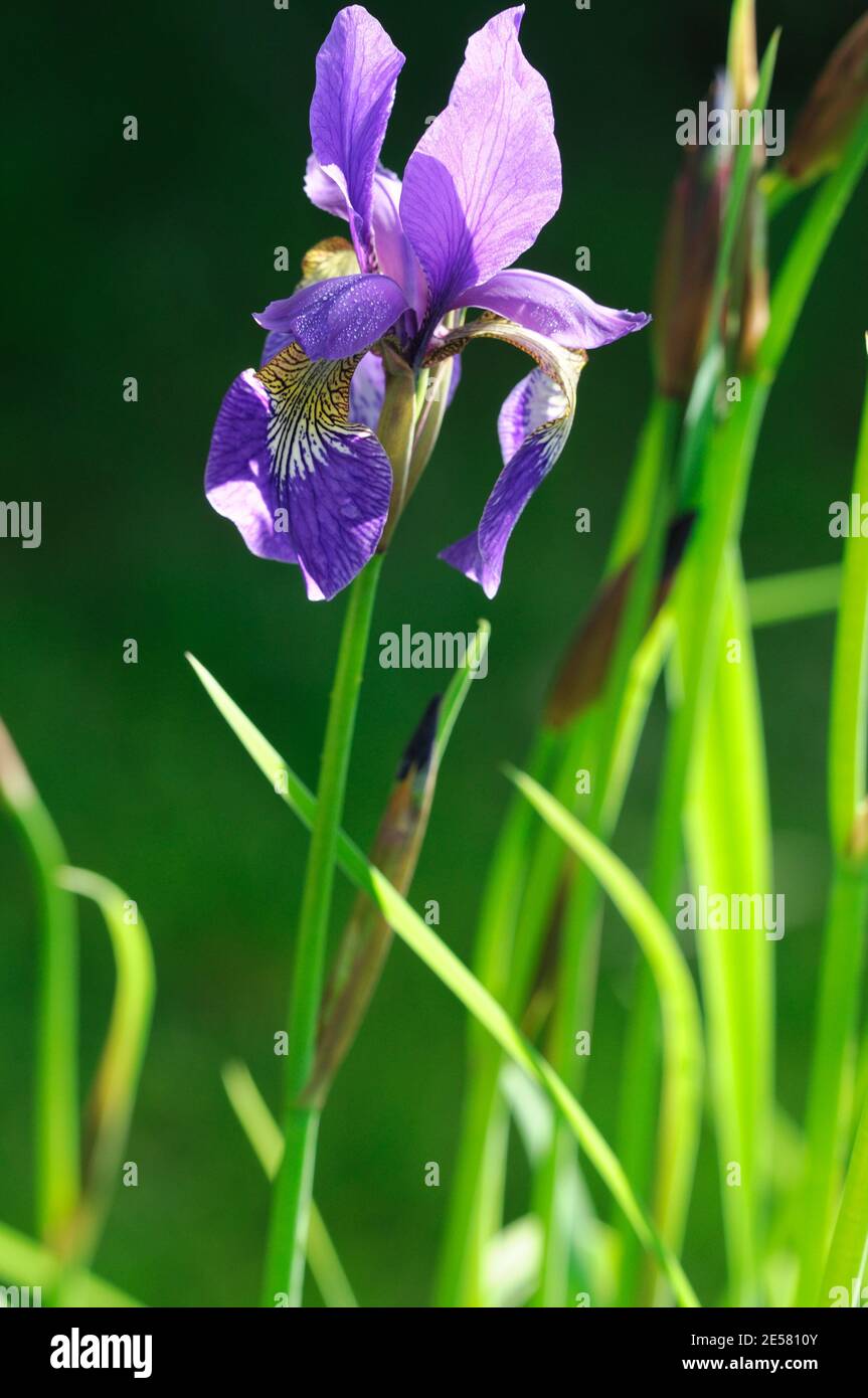 Blue Siberian iris Stock Photo - Alamy