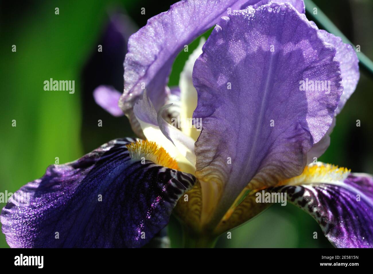 Blue Siberian iris Stock Photo - Alamy