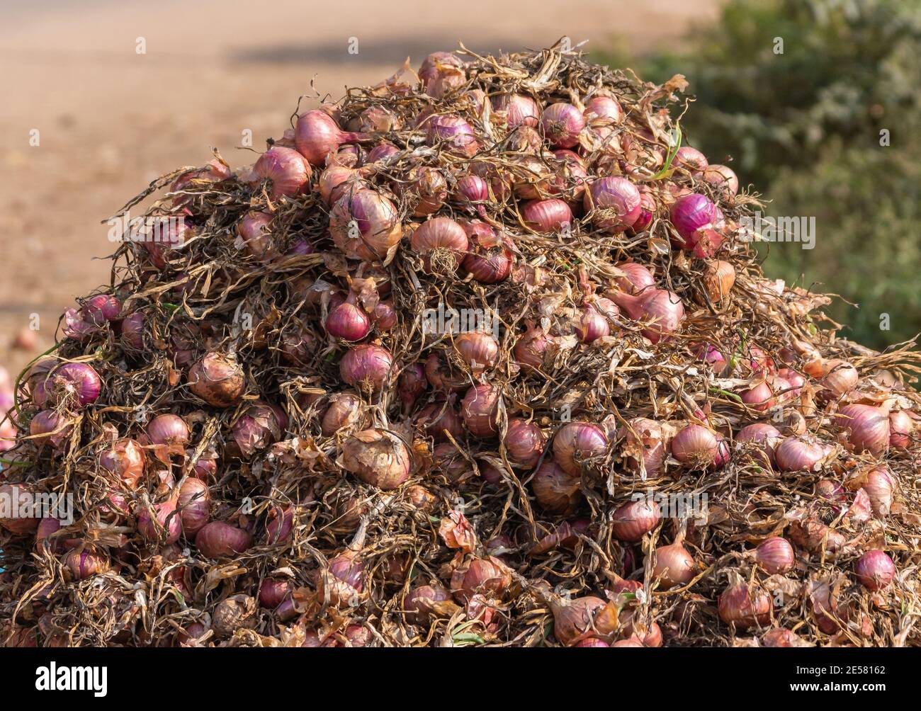 6 onions hi-res stock photography and images - Alamy