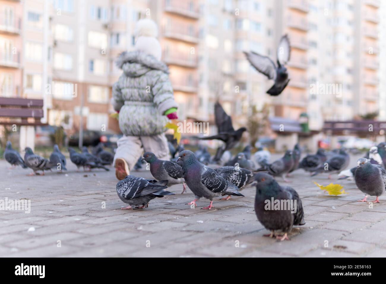 Dove wild with gray color is bright on the road of paving stones, in ...