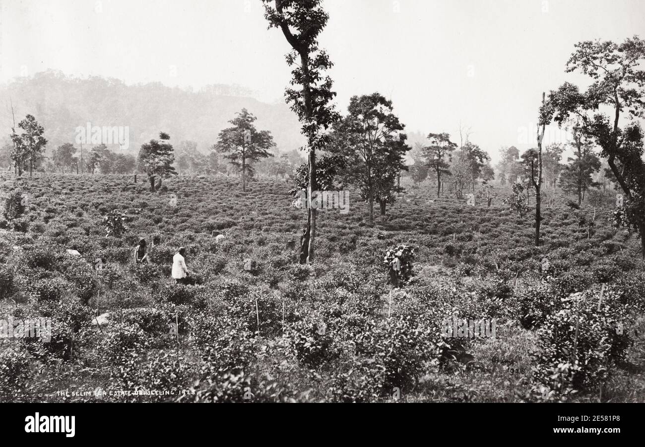 Tea plantation india historical hi-res stock photography and images - Alamy