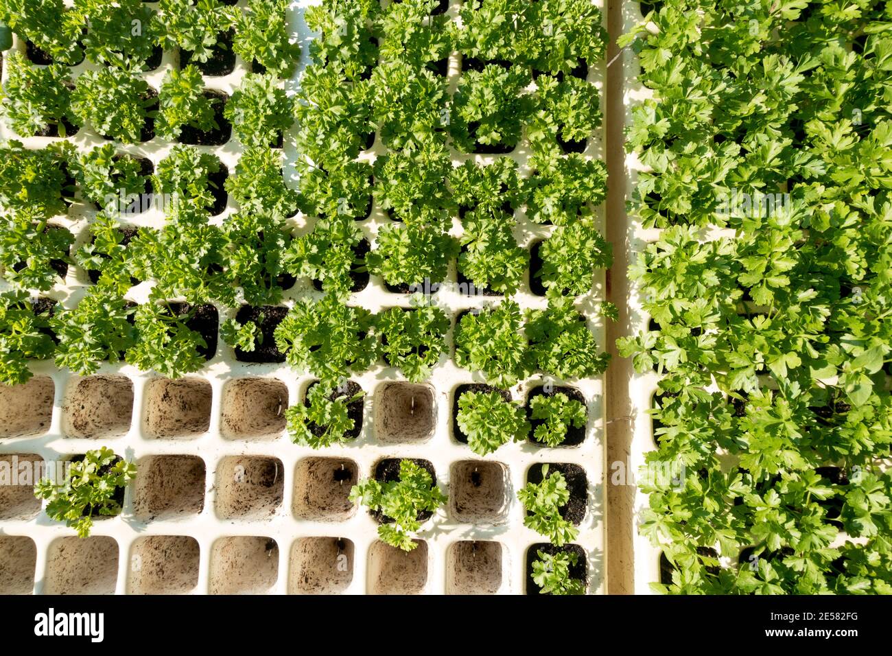 Curly parsley seedlings growing vegetables Stock Photo - Alamy