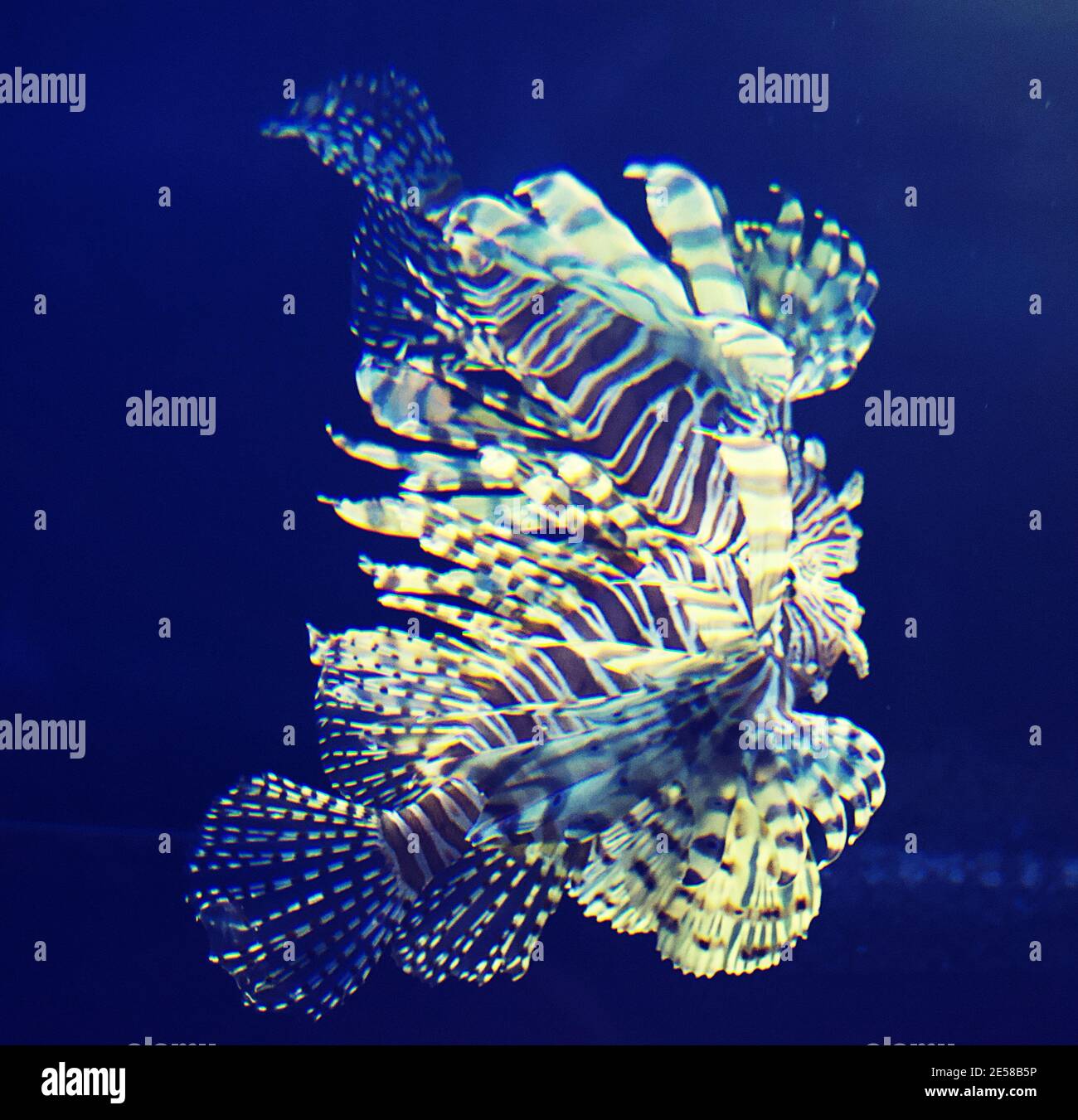 Lion Fish swimming a saltwater tank in an aquarium Stock Photo - Alamy