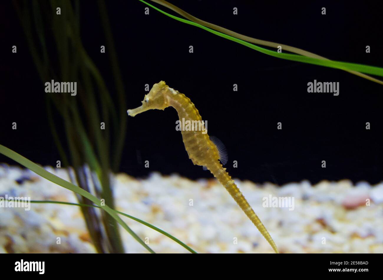 Seahorse fish tank hi-res stock photography and images - Alamy