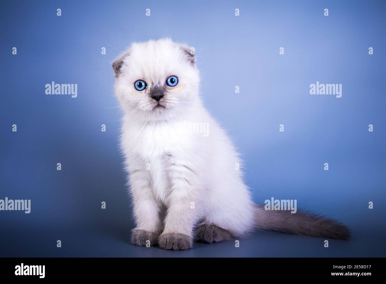 Cute scottish fold shorthair silver color point kitten with blue eyes ...