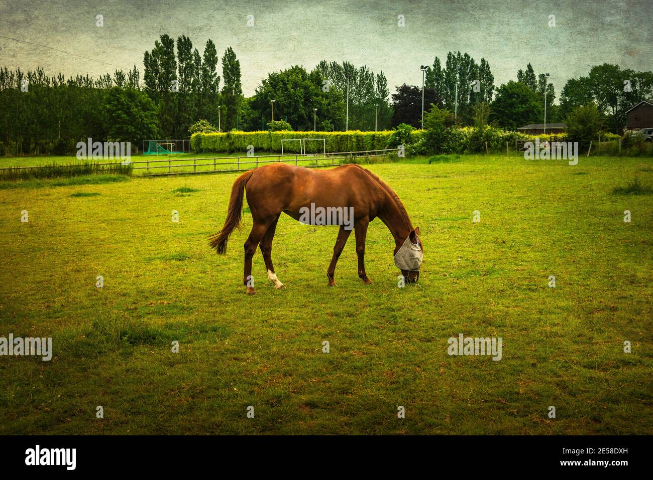 Horse in field Stock Photo - Alamy