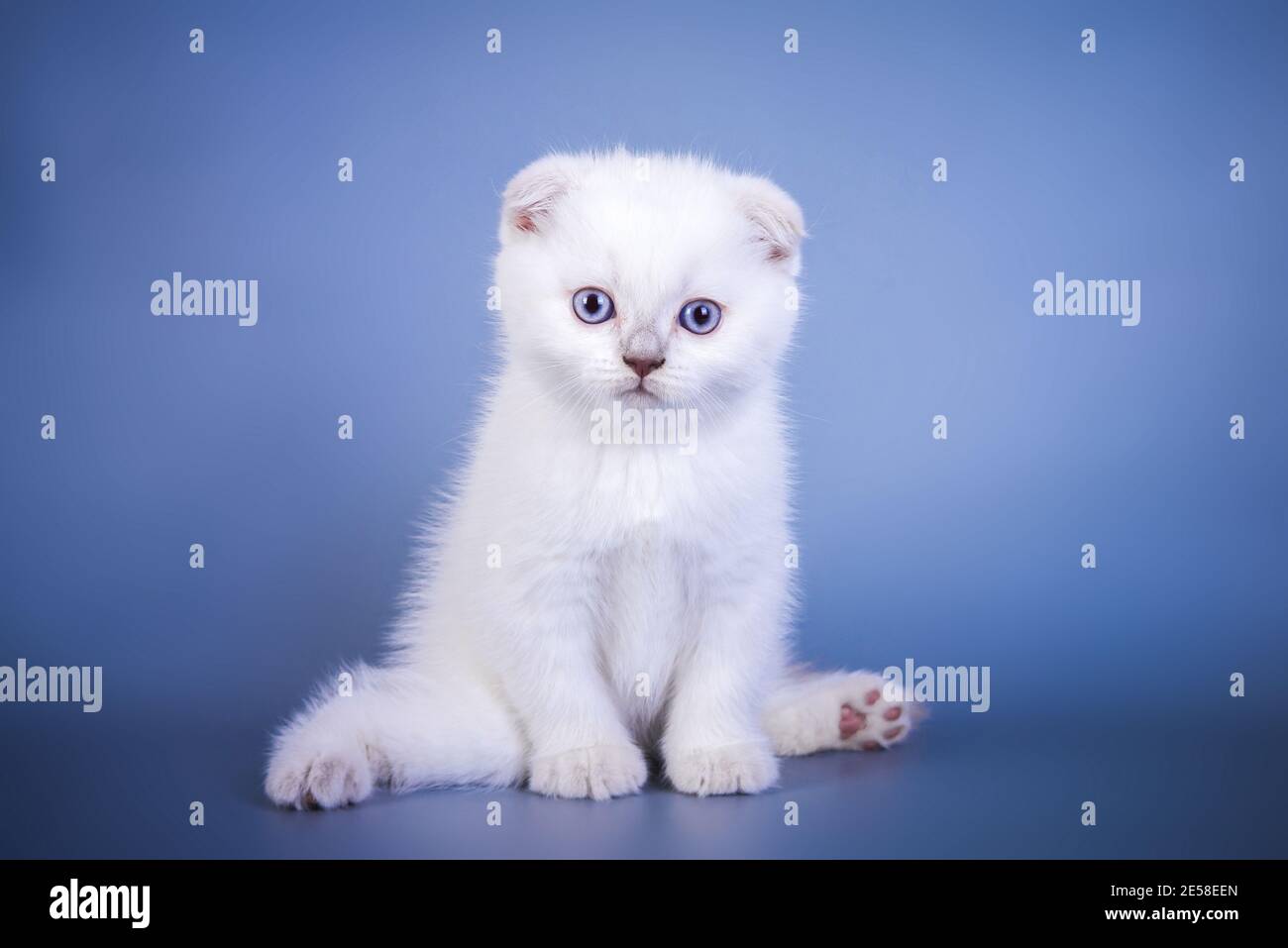 Cute scottish fold shorthair silver color point kitten with blue eyes ...