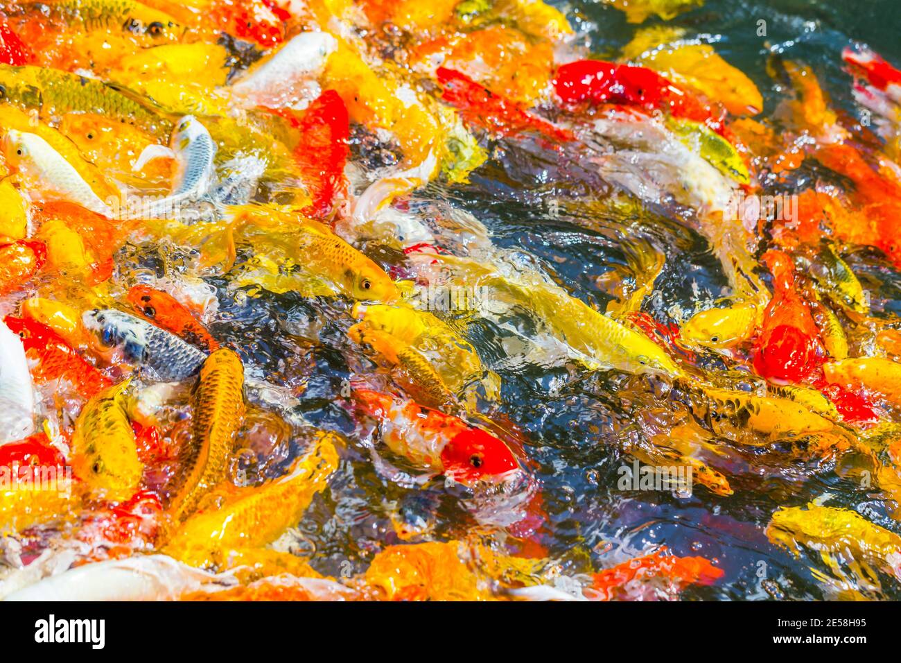 Koi Fish swimming beautiful color variations natural organic Stock ...