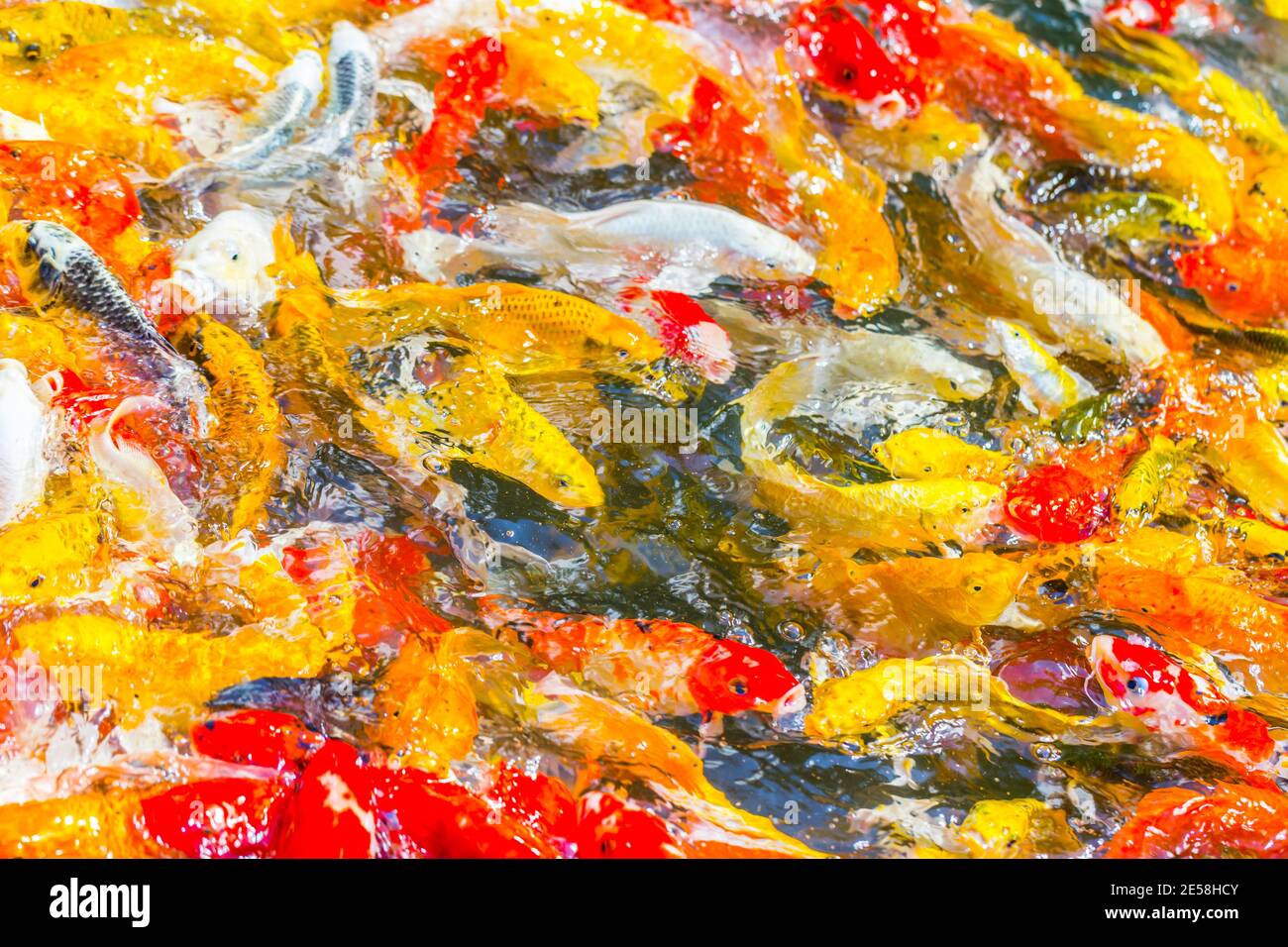 Koi Fish swimming beautiful color variations natural organic Stock ...